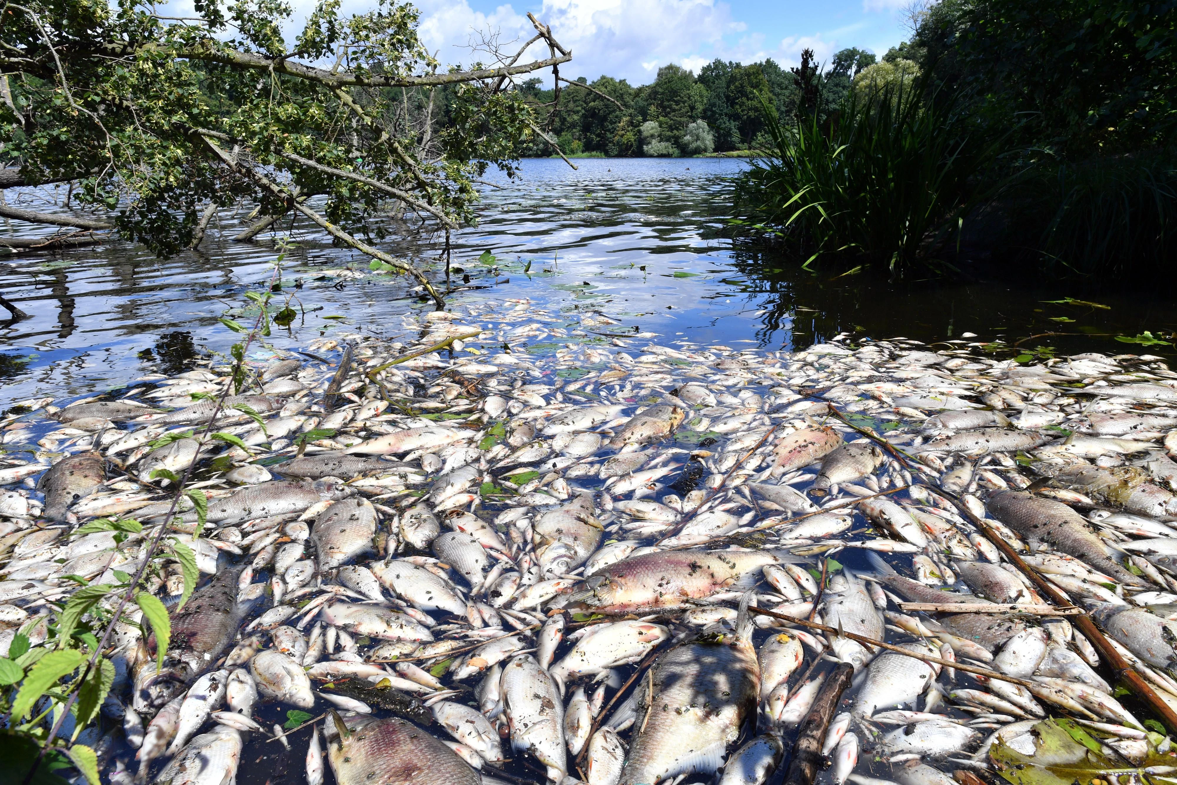 Oder-Katastrophe mit 1000 Tonnen toter Fische: Fluss braucht wohl noch ...