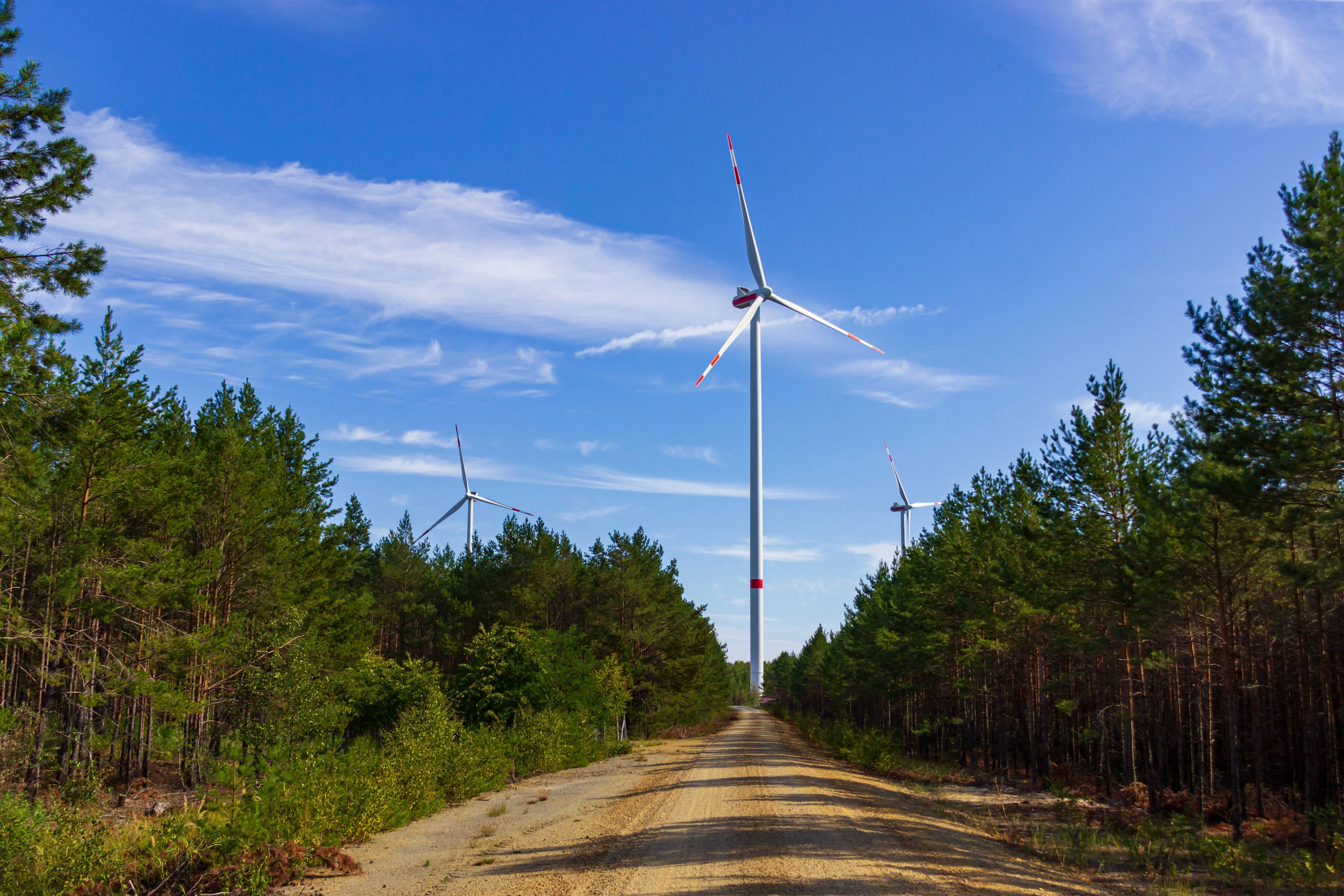 Windräder Im Wald So Positioniert Sich Brandenburg Bei Umstrittenen