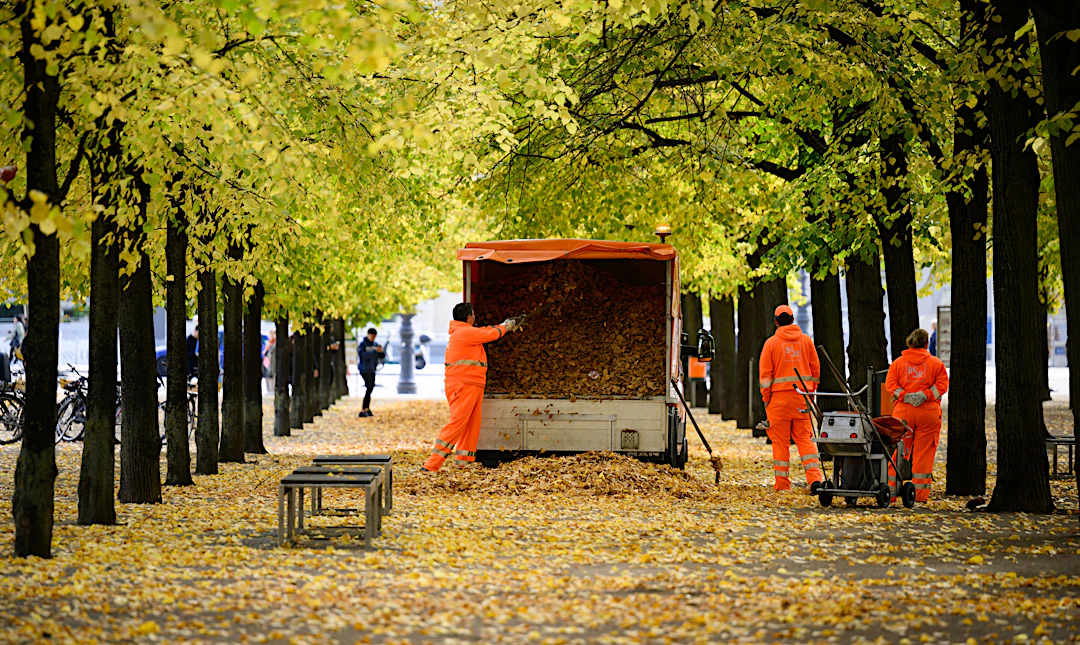 36.000 Tonnen Herbstlaub: BSR startet große Reinigung in Berlin