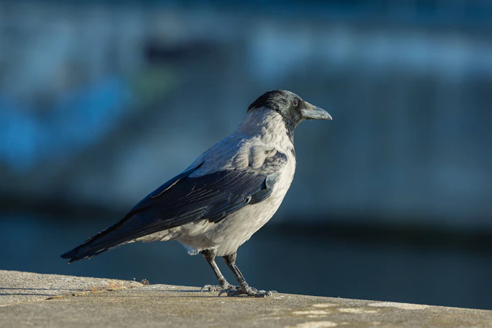Die Krähen-Mauer: Warum die Vögel im Osten anders aussehen als im Westen