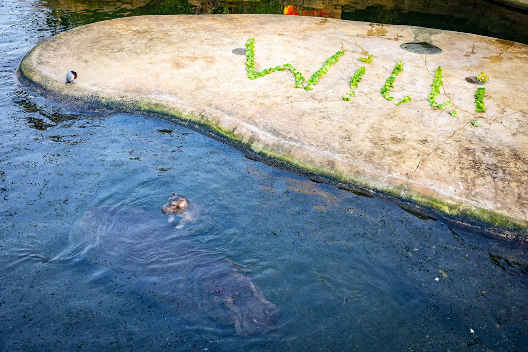 Warum das Hippo-Baby im Zoo Berlin Willi Wackelöhrchen heißt