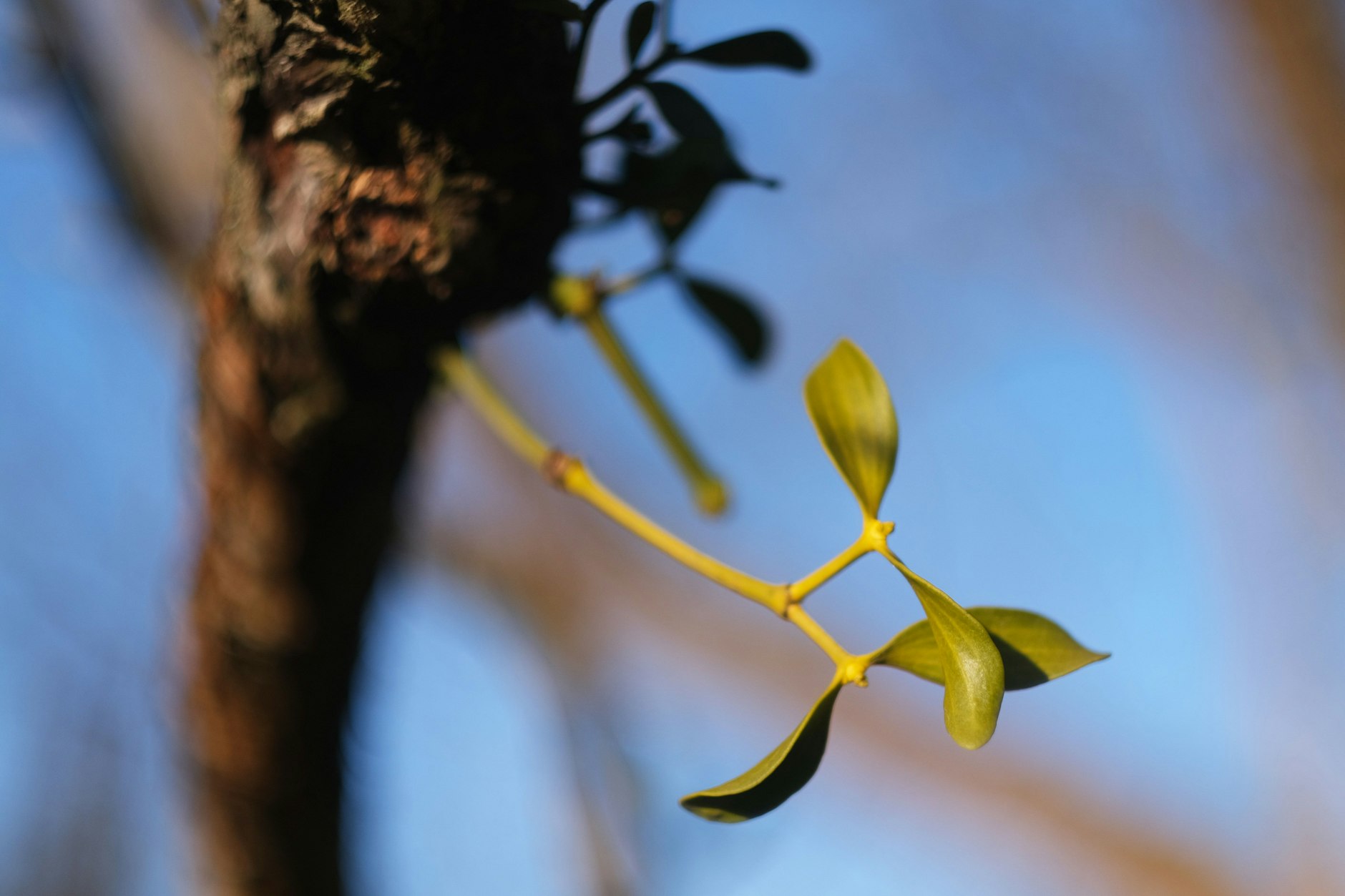 Misteln gehören bei vielen zum Weihnachtsfest, aber in Berlin werden ...