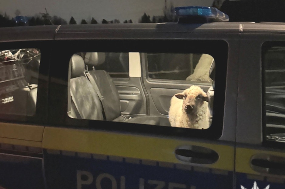 Was macht denn dieses Schaf im Streifenwagen?