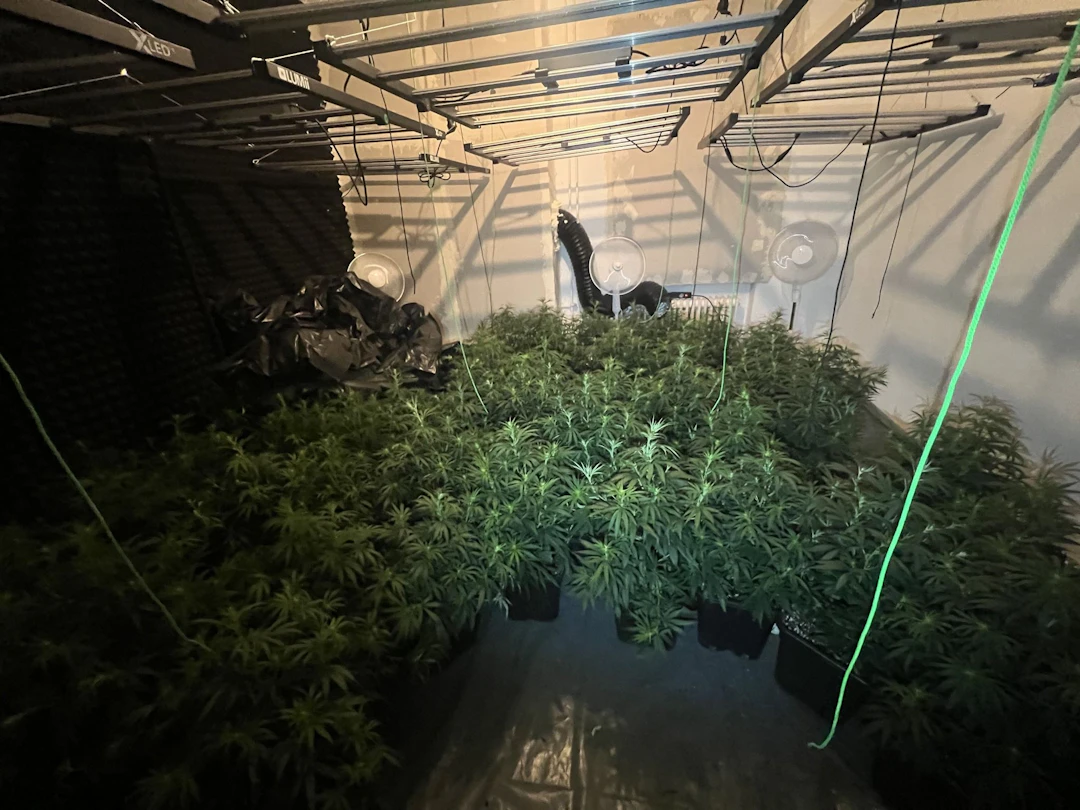 Cannabis-Großfund in Berliner Bezirken
