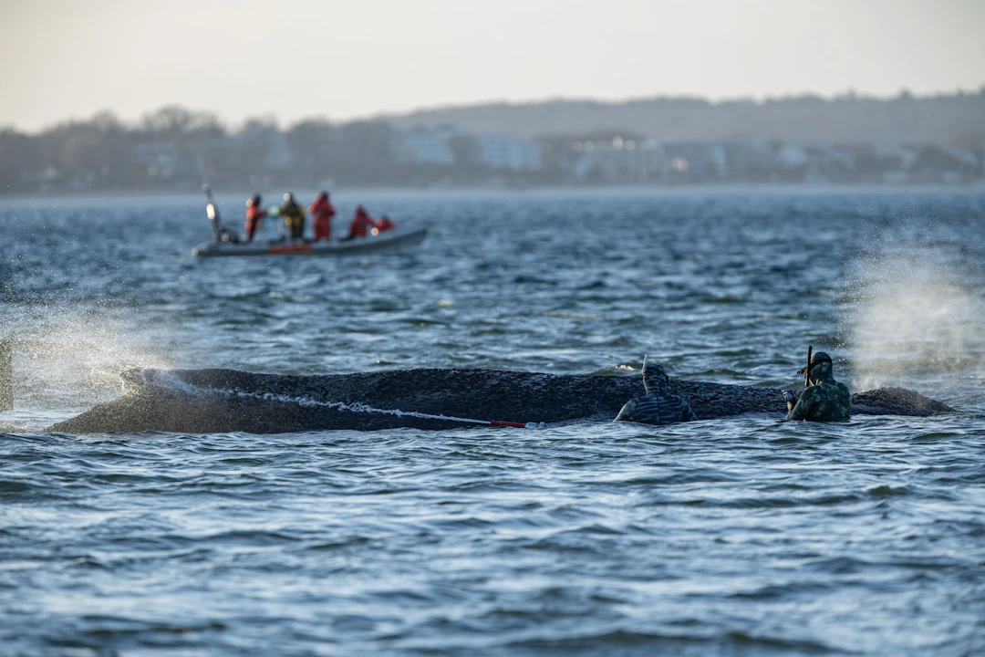Hoffnung auf Rettung schwindet: Kann der Wal in der Ostsee explodieren?