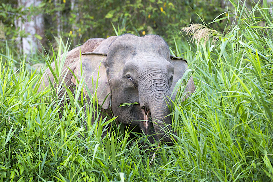 Toter Borneo-Elefant in Malaysia: Ermittlungen kommen nicht voran