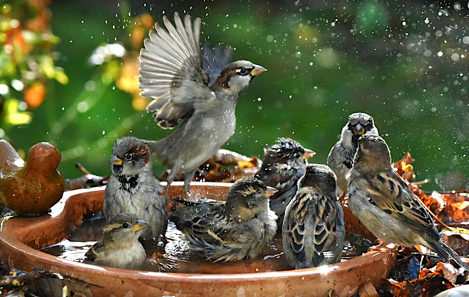 Spatz und Mauersegler verlieren, Finken legen zu: Ergebnisse der ...