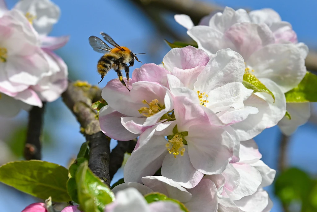 Sagt mir, wo die Blumen sind, Bezirksamt Mitte