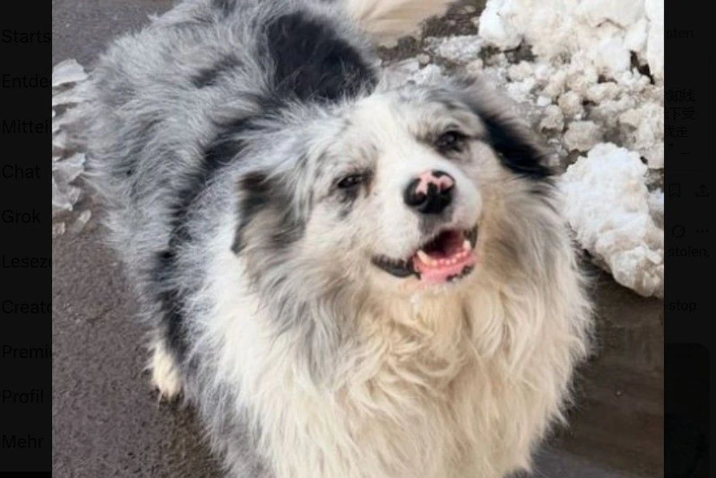 China: Berühmter Unfluencer-Hund Chutou für 27 Dollar verkauft und gegessen