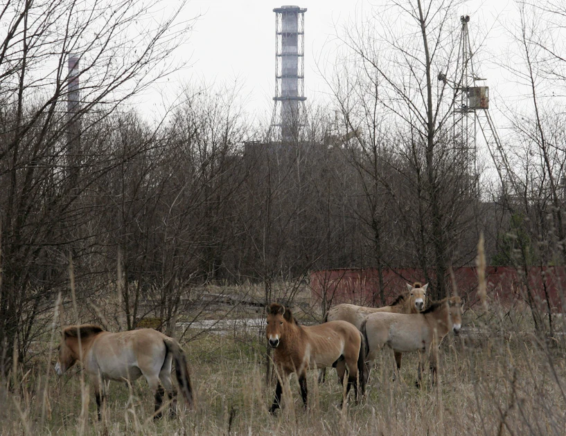 Tschernobyl als Wildtierrefugium: Sperrzone ist besonders artenreich